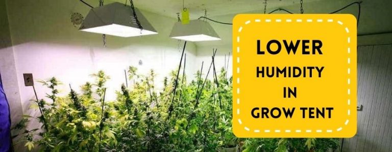 9 Effective Ways: How To Lower Humidity In Grow Tent?