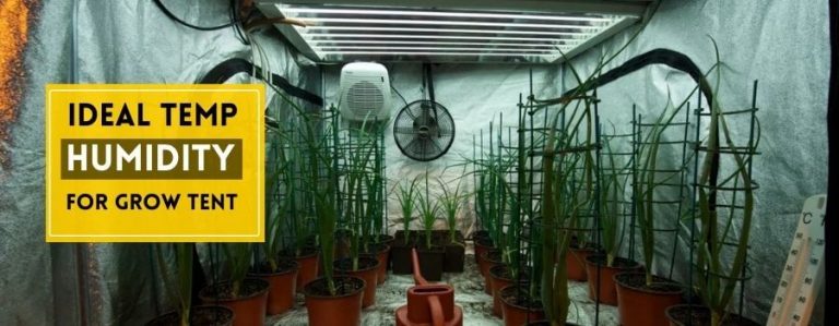 Ideal Temp And Humidity For Grow Tent | Advice For Beginners