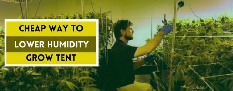 9 Best Cheap Way To Lower Humidity In Grow Tent